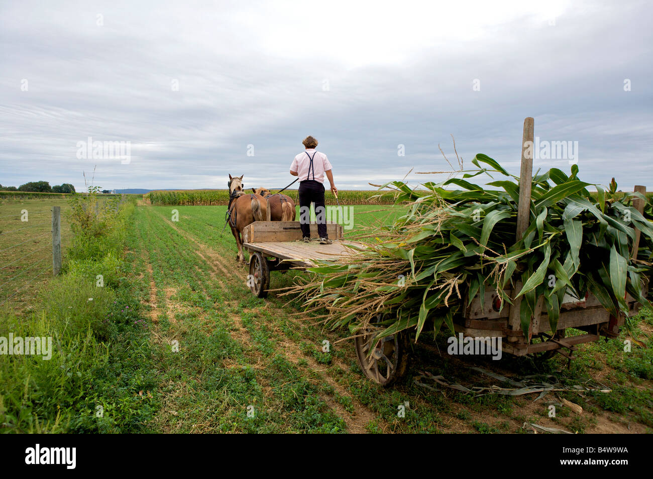 UNITED STATES LANCASTER COUNTY An Amish farmer working in corn PHOTO ...