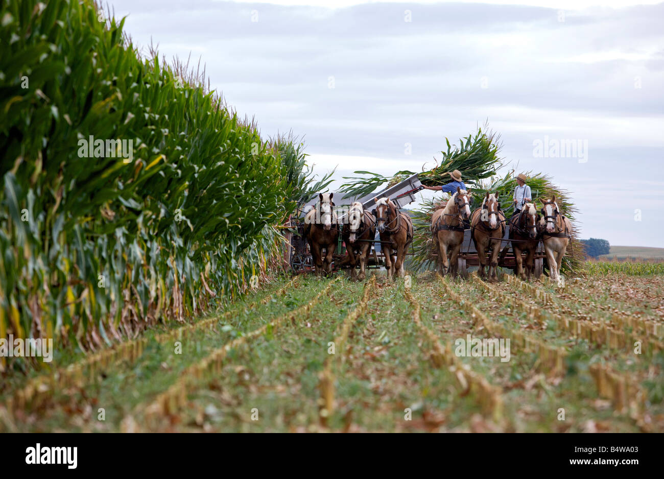 Amish farmer hi-res stock photography and images - Alamy
