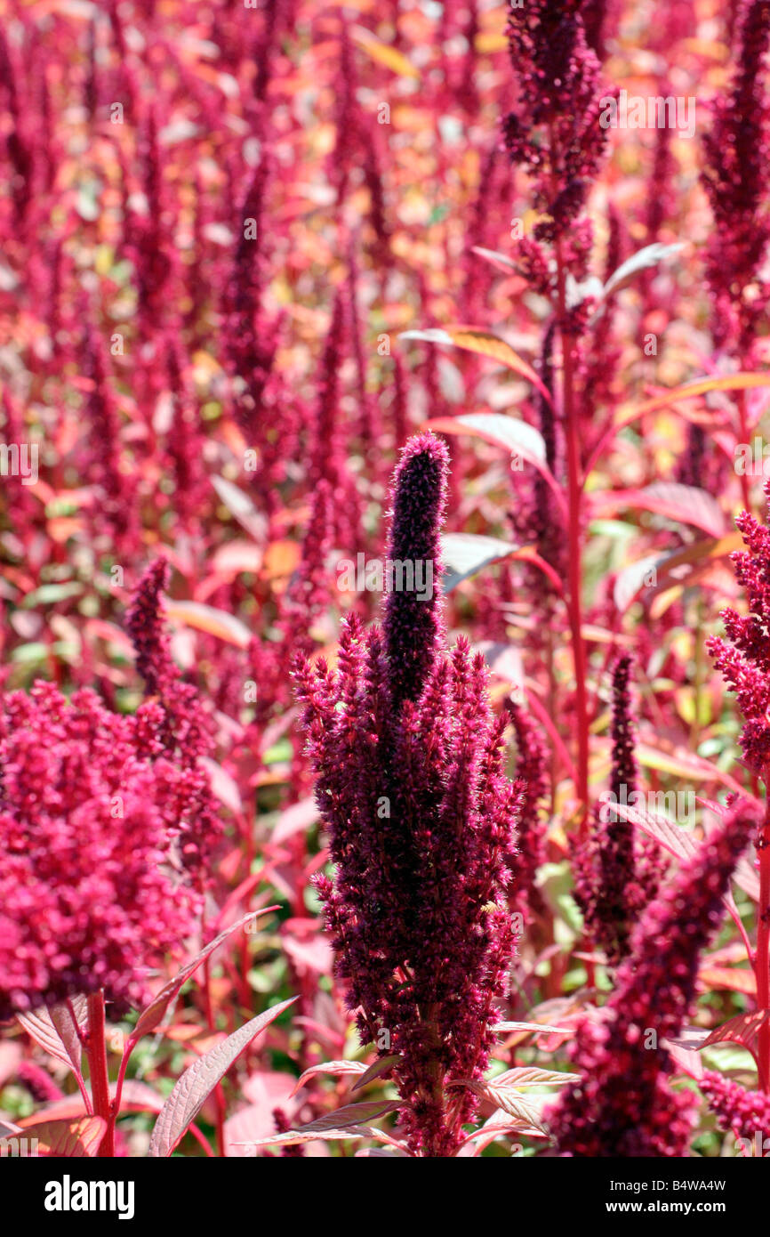 Amaranthus paniculatus hi-res stock photography and images - Alamy