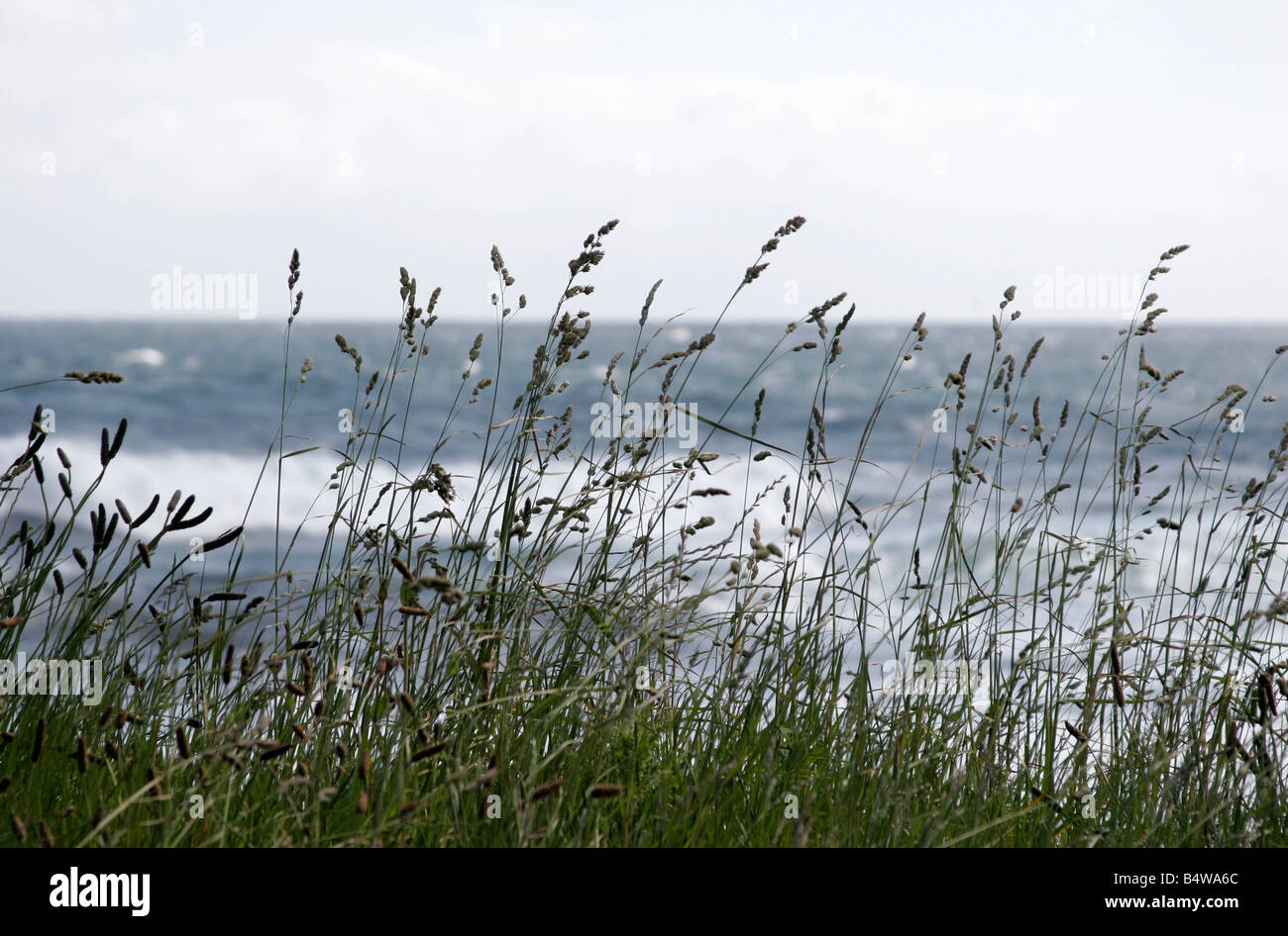 Surf Grasses High Resolution Stock Photography and Images - Alamy