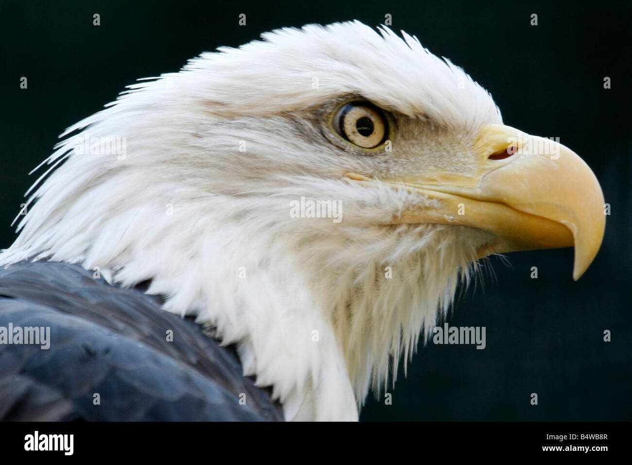 A fierce looking bald eagle ready to attack Stock Photo - Alamy