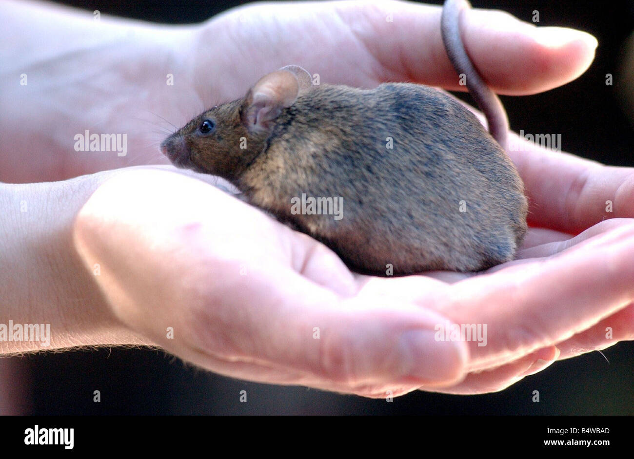 Coventry Telegraph Pet SOS column A mouse with no name 16th September ...