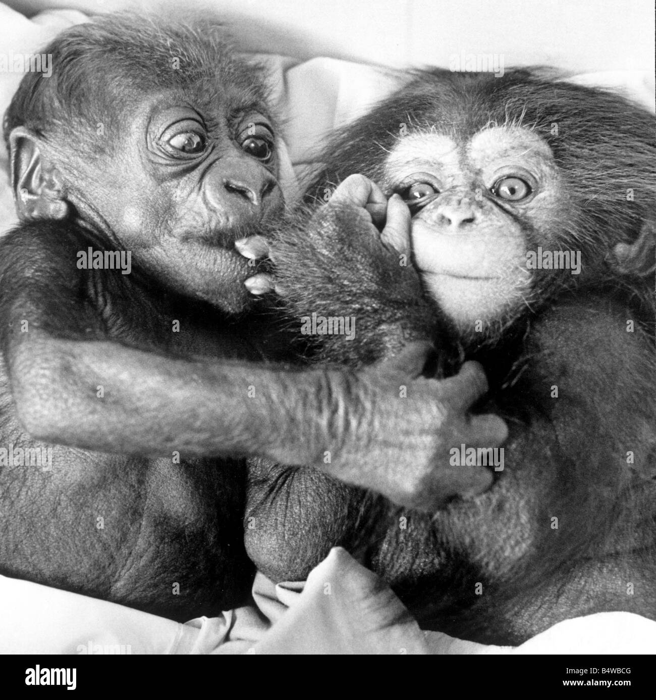 B monkey hi-res stock photography and images - Alamy