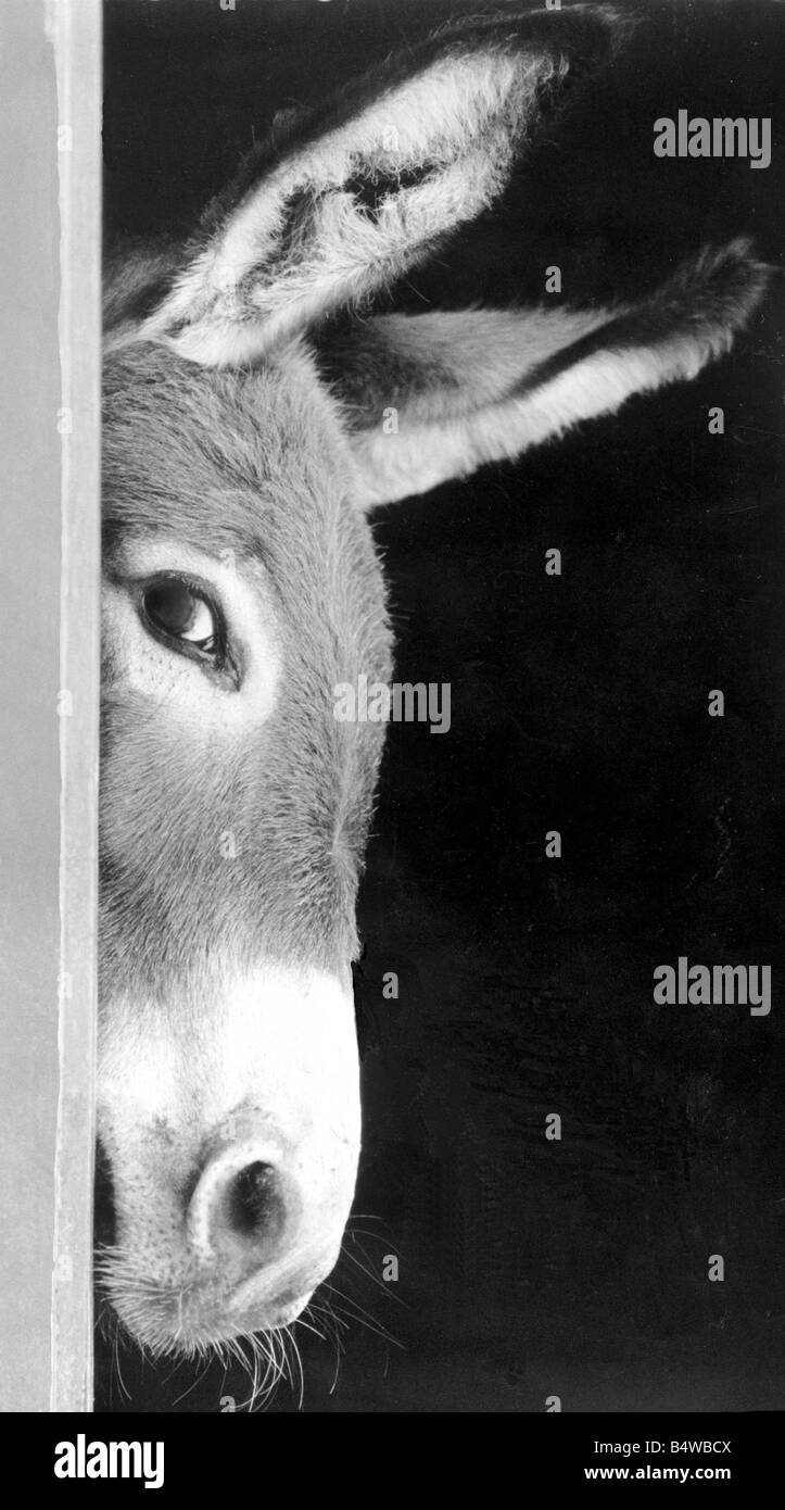 A donkey takes a sneeky peep at the competition at a Donkey Breeds ...