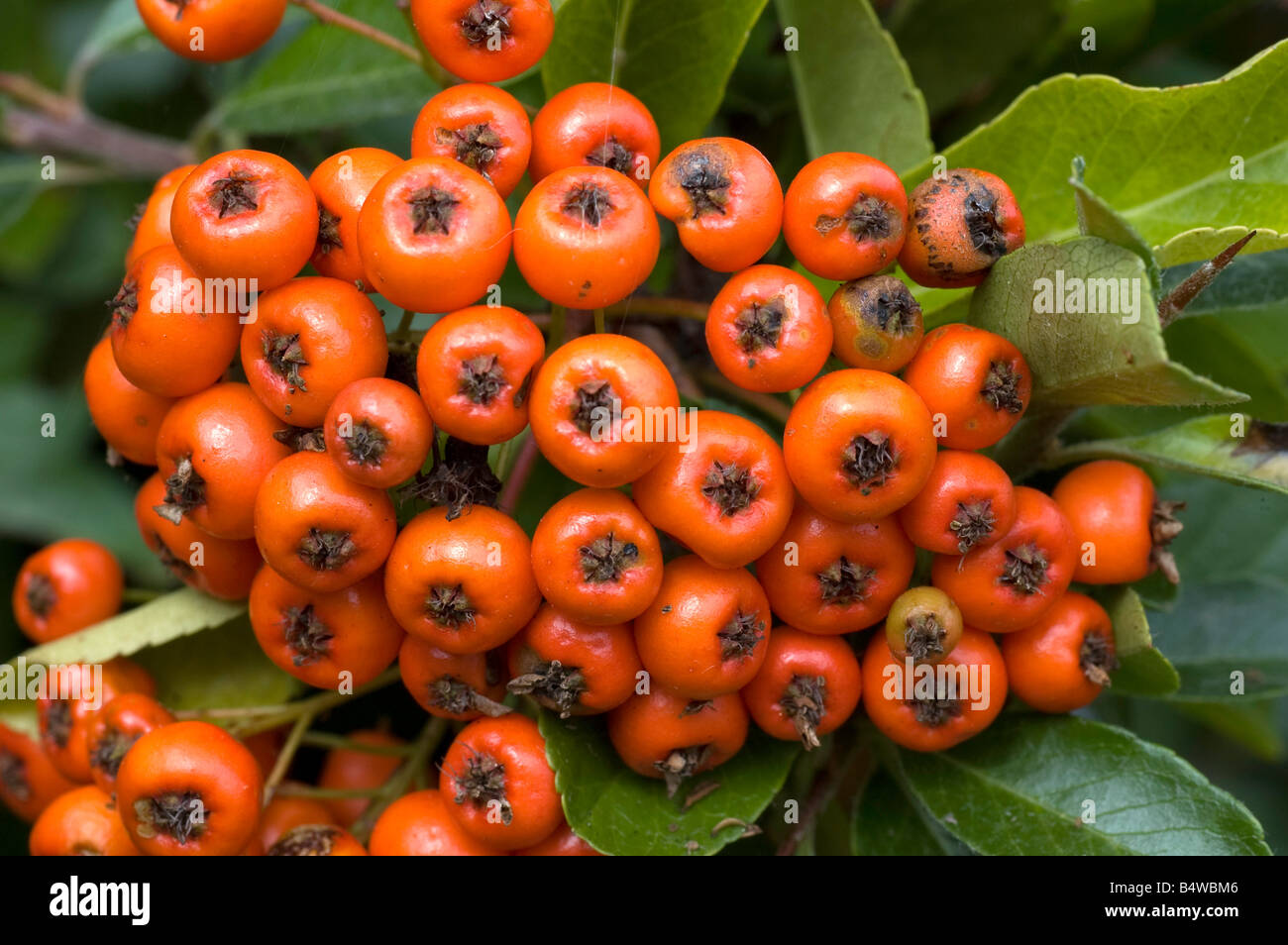 Pyracantha (firethorn) berries in autumn Stock Photo - Alamy
