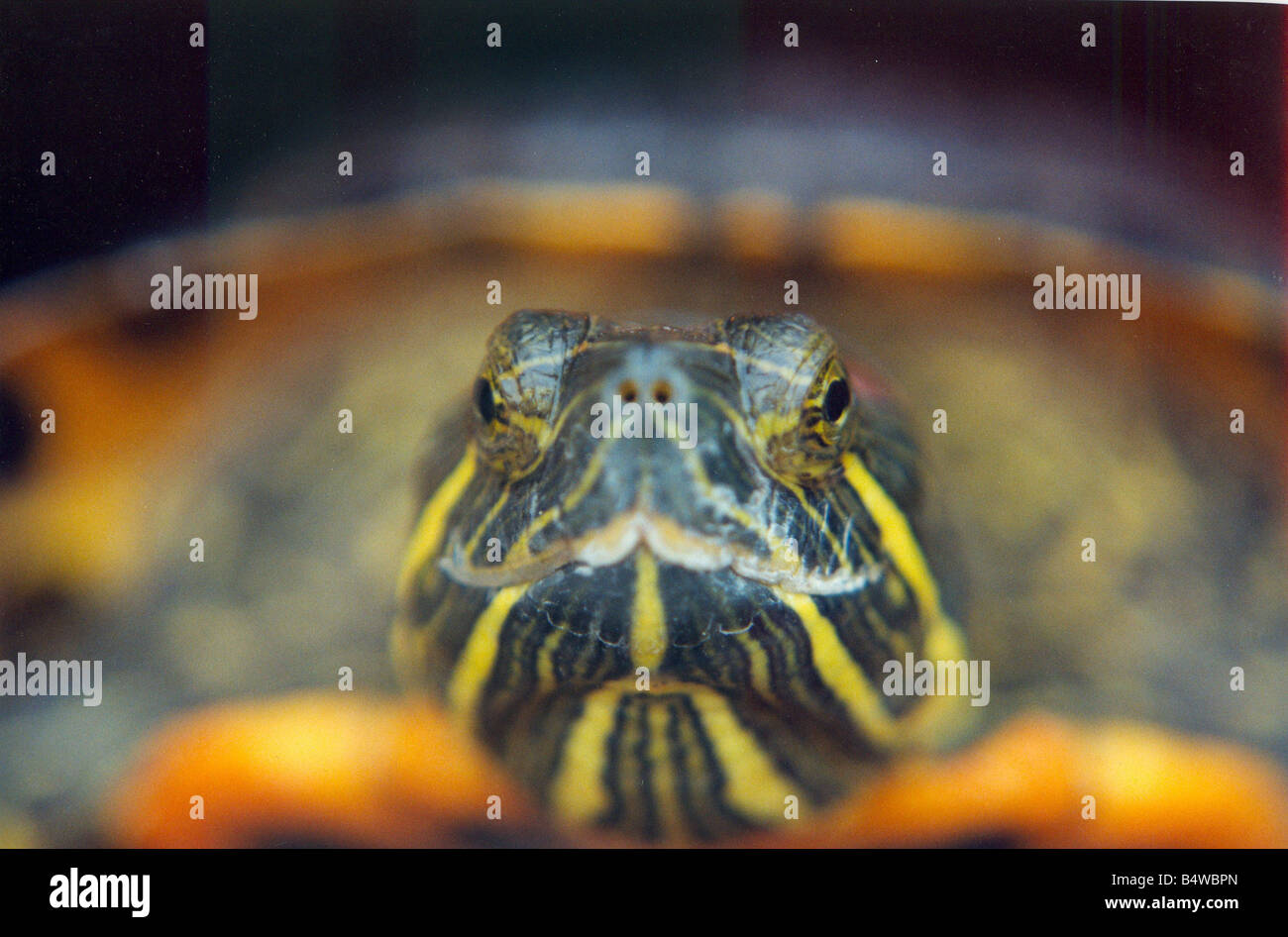 Giant terrapin hi-res stock photography and images - Alamy