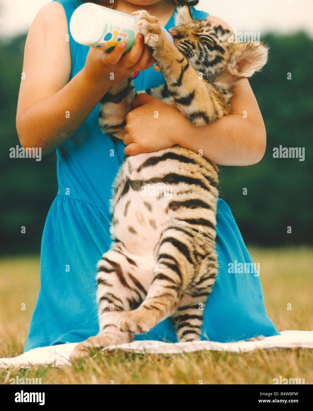 Poodle the tiger cub takes a well earned milk break from his exertions ...