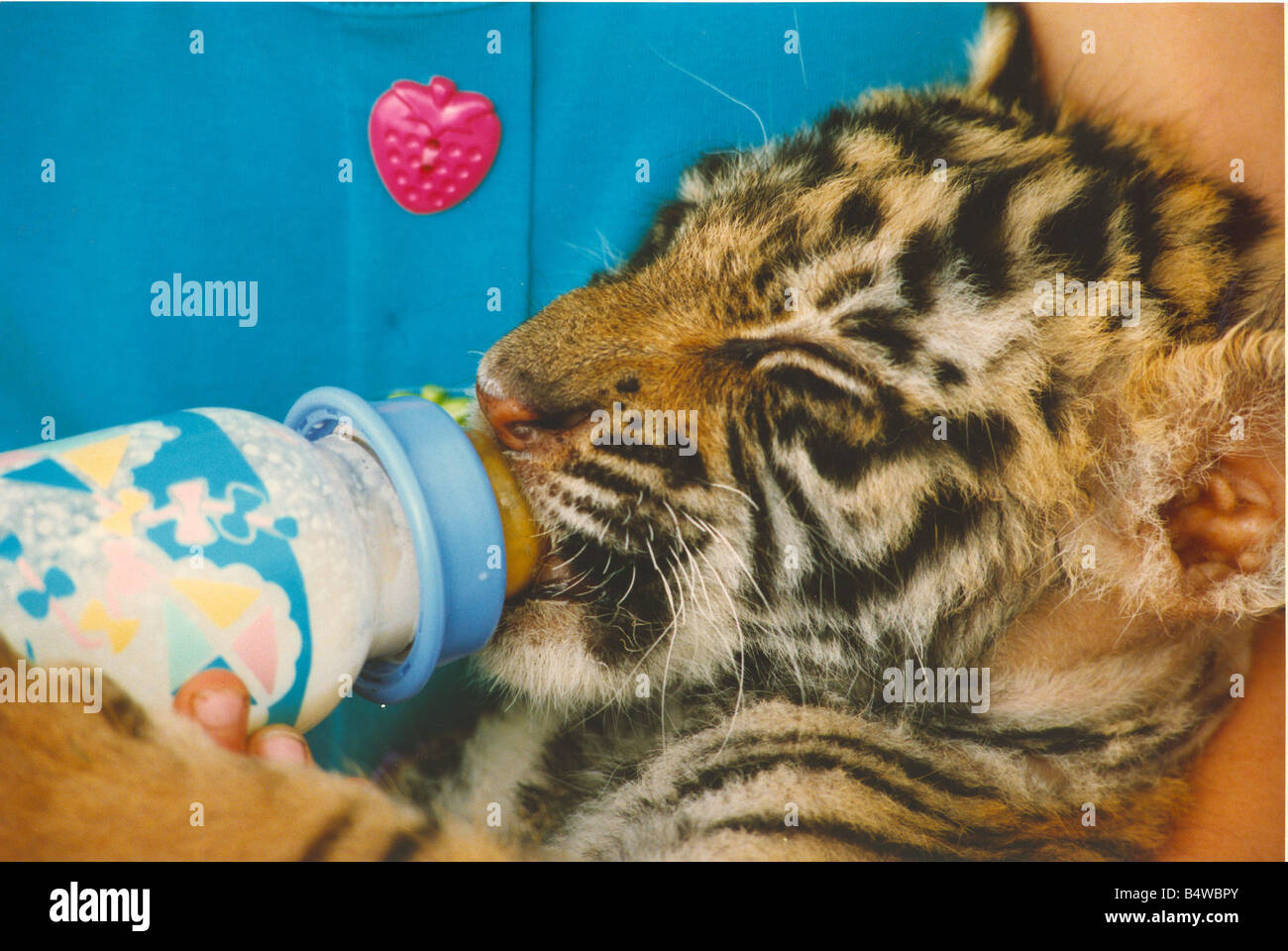 Poodle the tiger cub takes a well earned milk break from his exertions ...