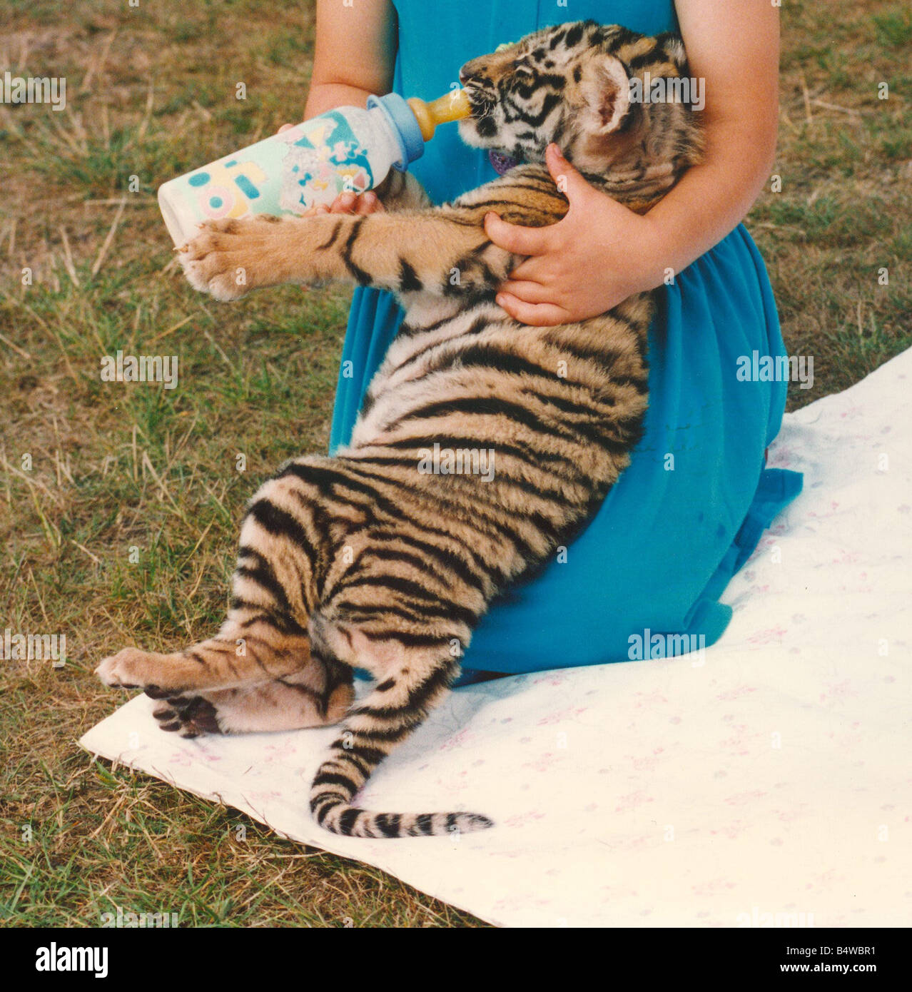 Poodle the tiger cub takes a well earned milk break from his exertions ...