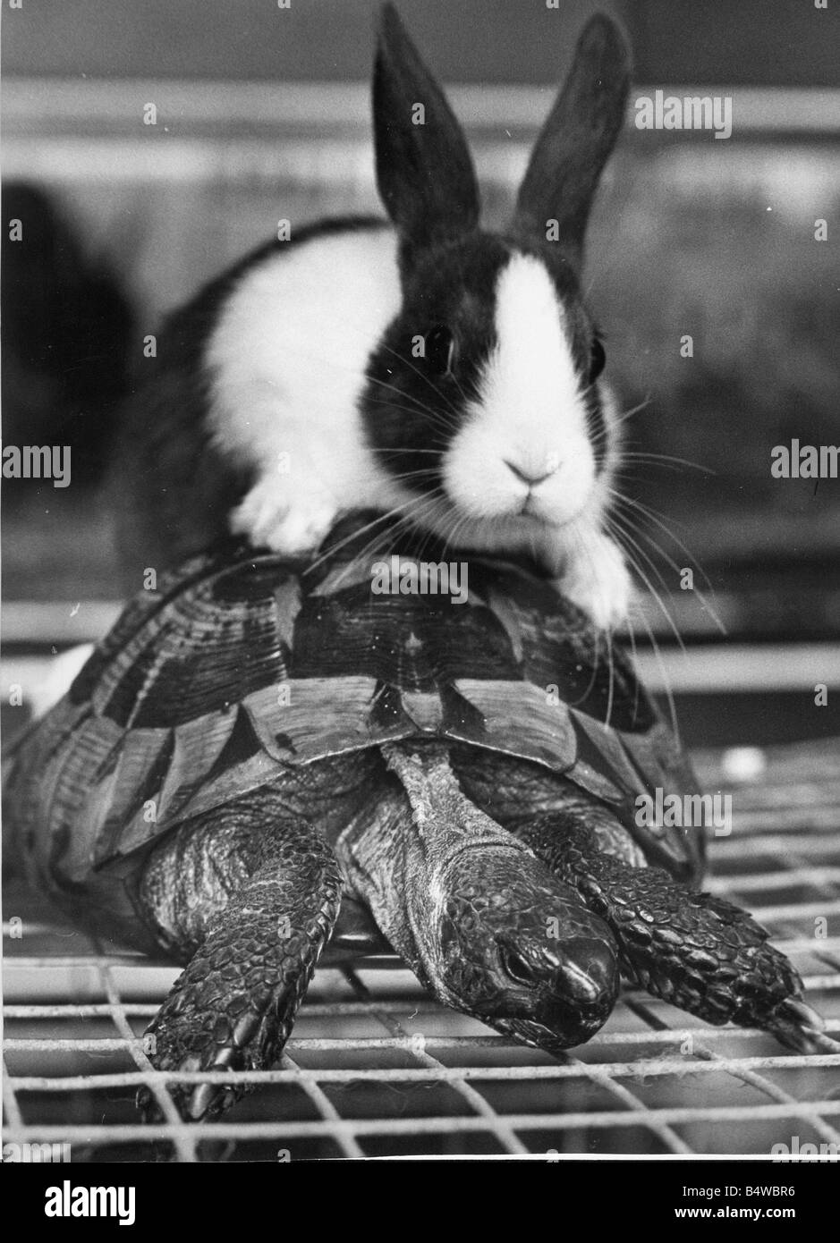 A tortoise and rabbit Stock Photo - Alamy
