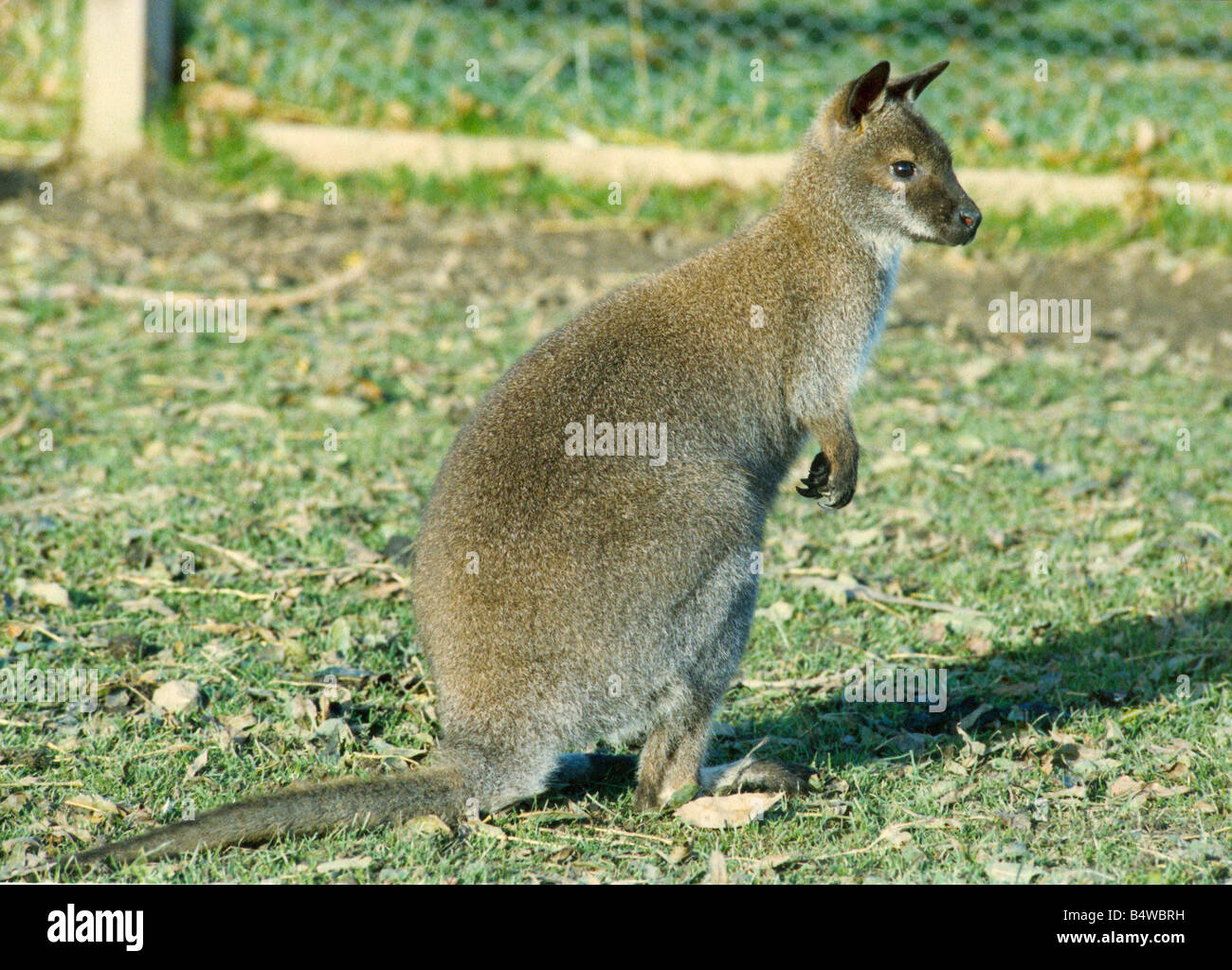 Still animals hi-res stock photography and images - Alamy