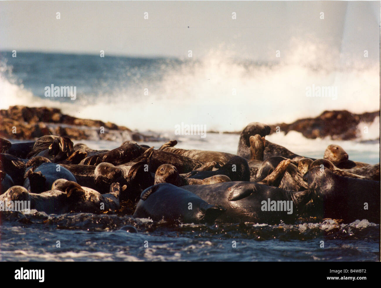 Seals splashing in the surf on the Farne Islands Stock Photo - Alamy
