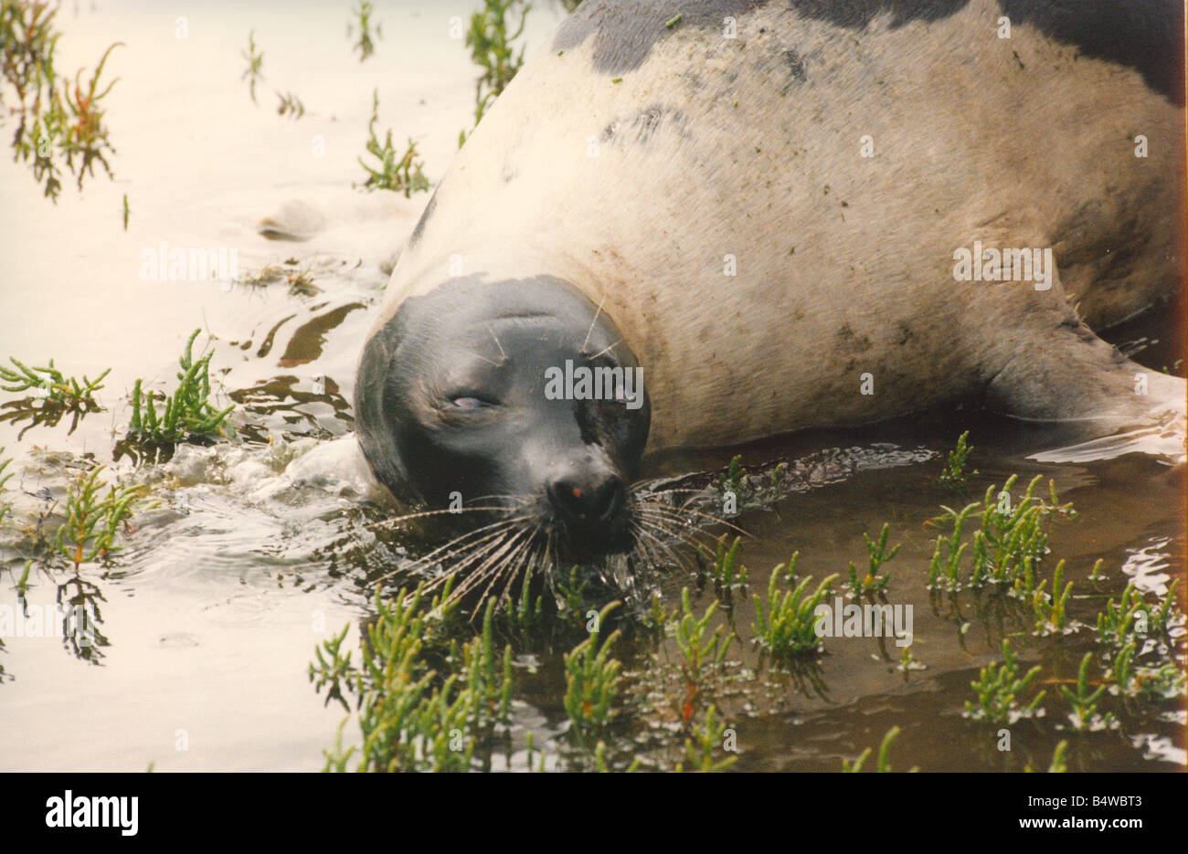 Rare seals hi-res stock photography and images - Alamy