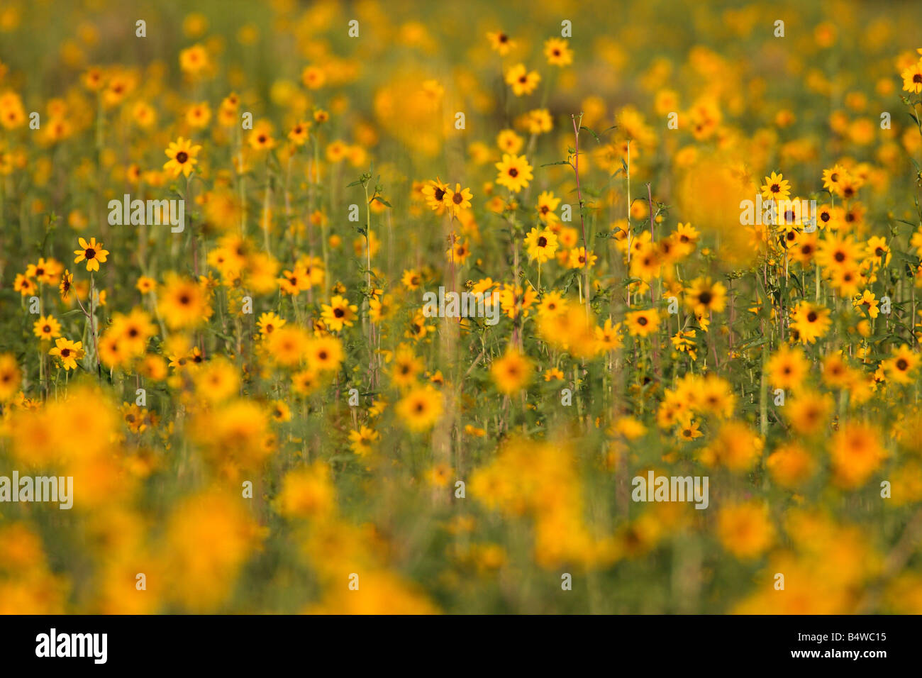 Dale odell hi-res stock photography and images - Alamy