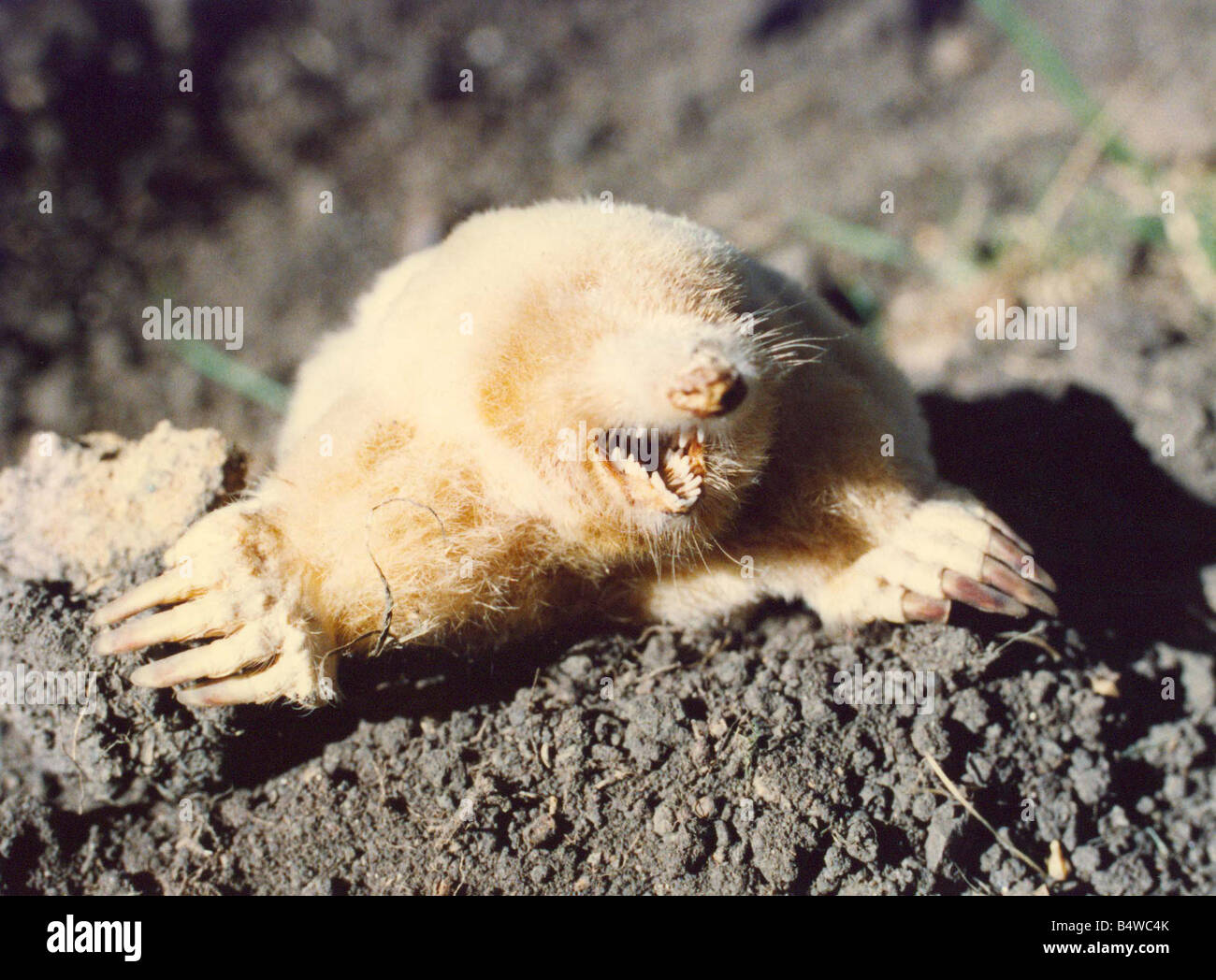 A mole coming out in the open Stock Photo - Alamy
