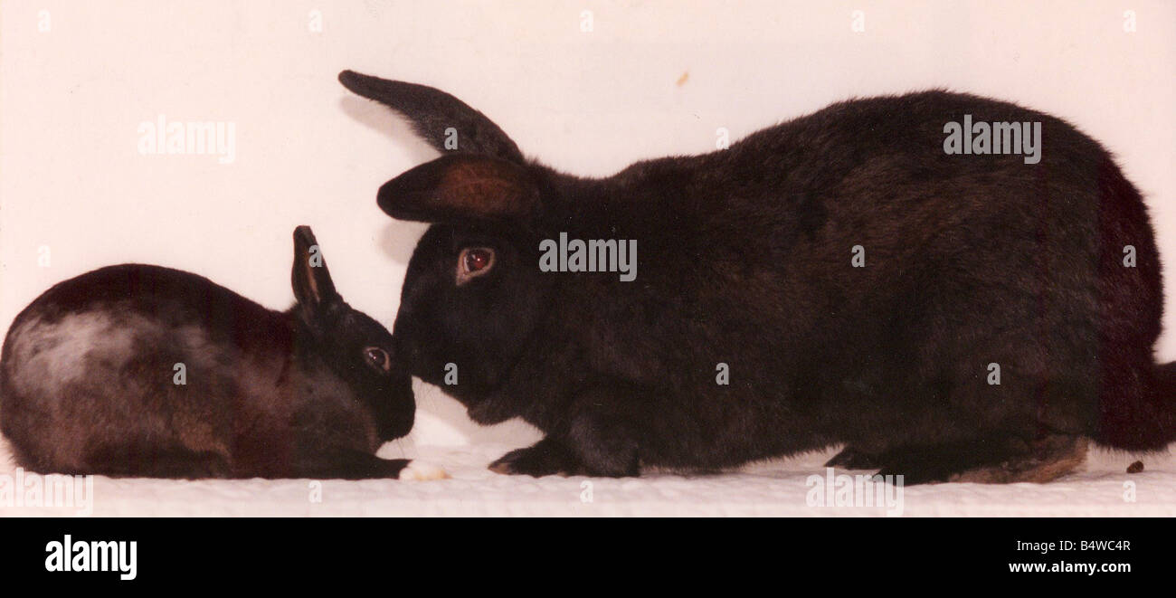 Cole the giant rabbit with his friend little Casper Stock Photo - Alamy