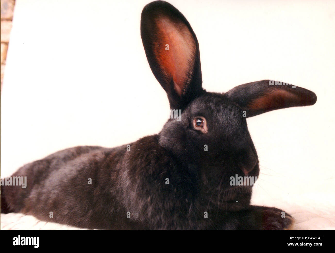 Cole the giant rabbit Stock Photo - Alamy