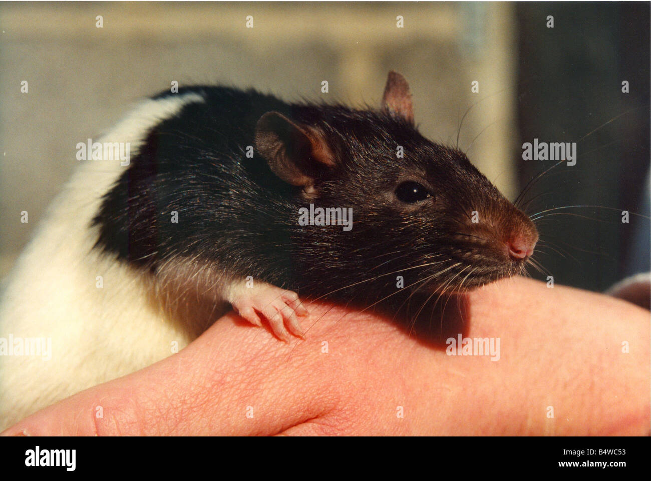 A rat sitting on a hand Stock Photo - Alamy