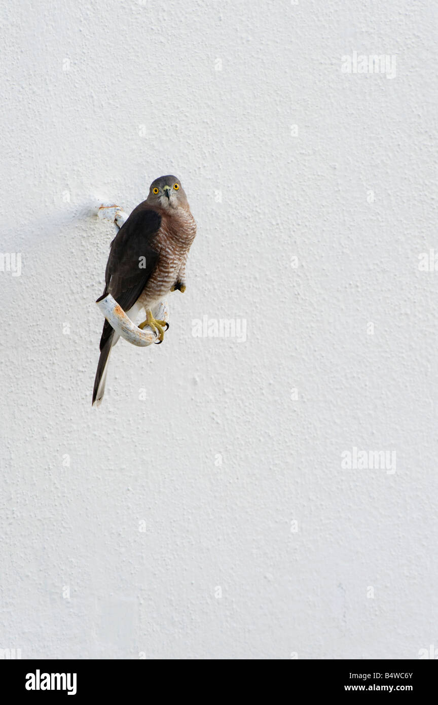 Indian birds hi-res stock photography and images - Alamy