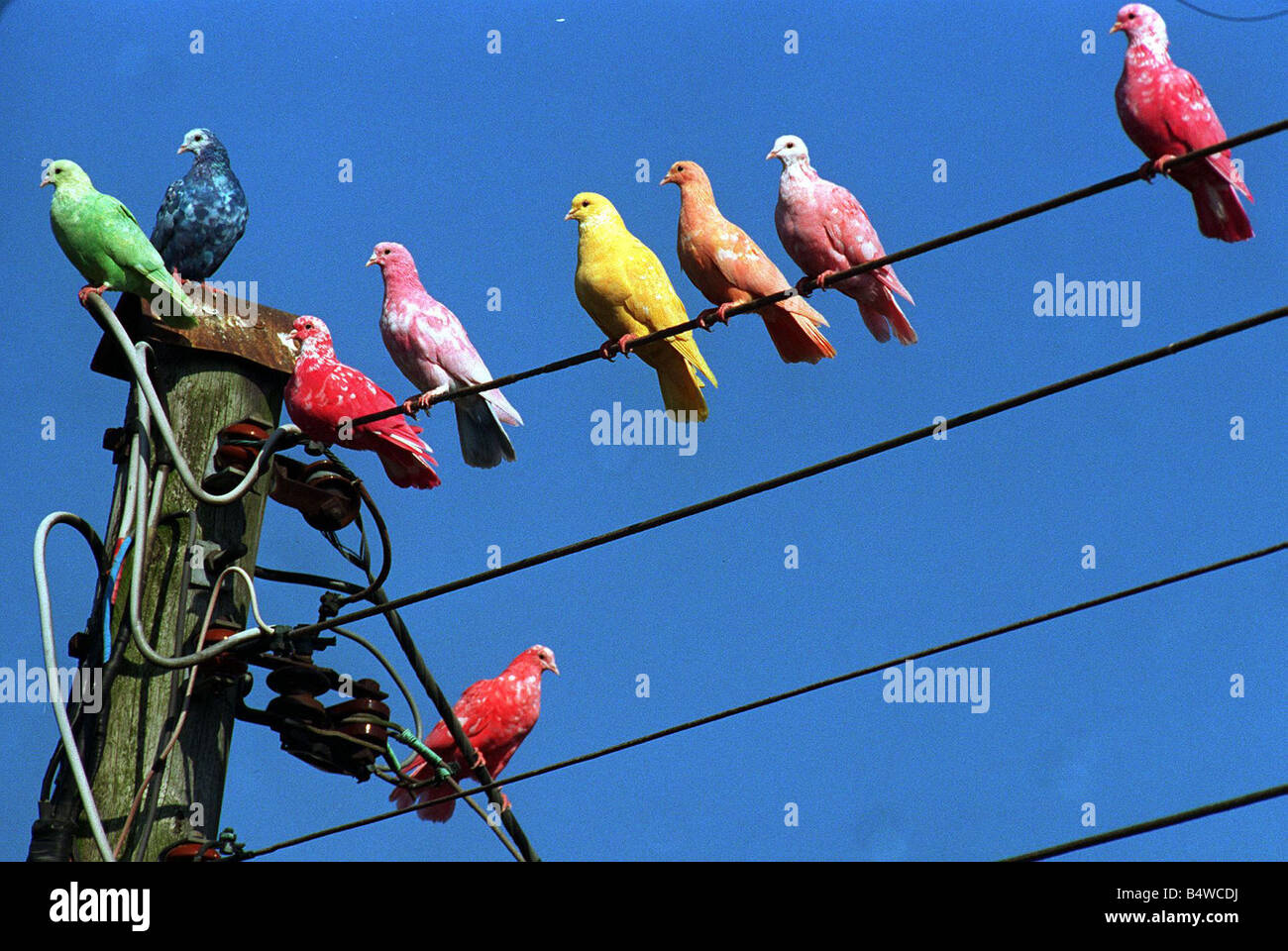 Tam Ramsay coloured pigeons September 1997 Stock Photo - Alamy