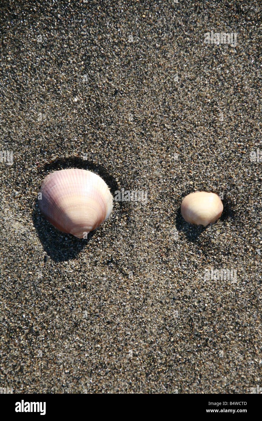 two sea shells washed up on sandy beach shore Stock Photo - Alamy