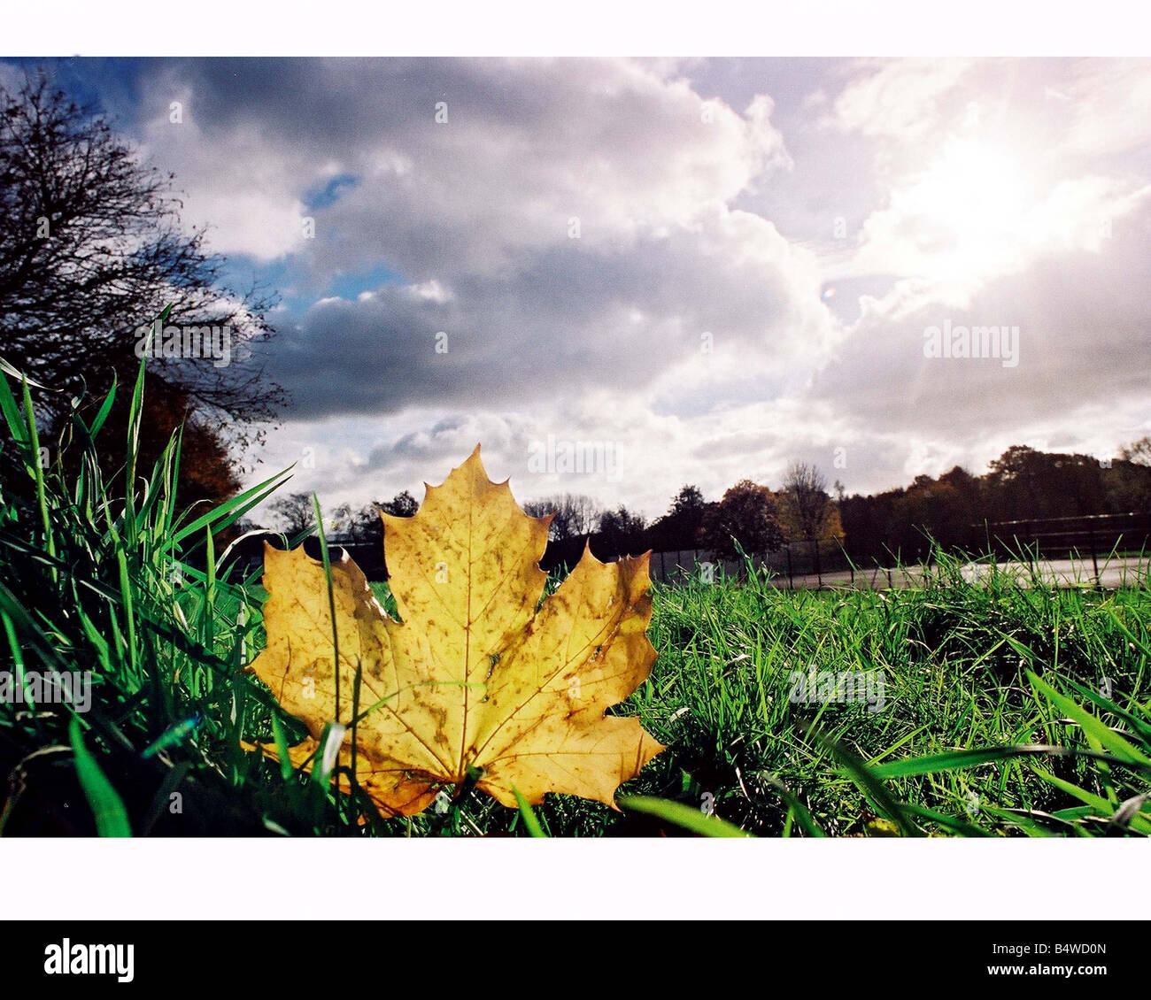 This photograph of an Autumn leaf was taken at Hailey Park Cardiff ...