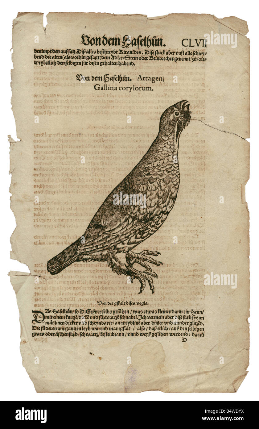 zoology / animals, textbooks, "Historia animalium", by Conrad Gessner ...