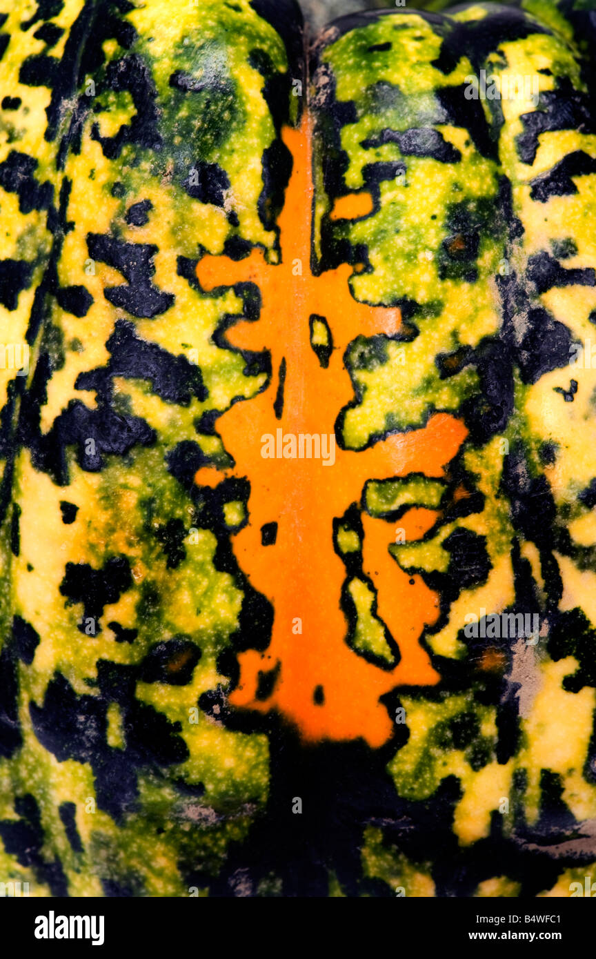 Gorgonzola squash marrow pumpkin cucurbit special NEW growth breeding ...