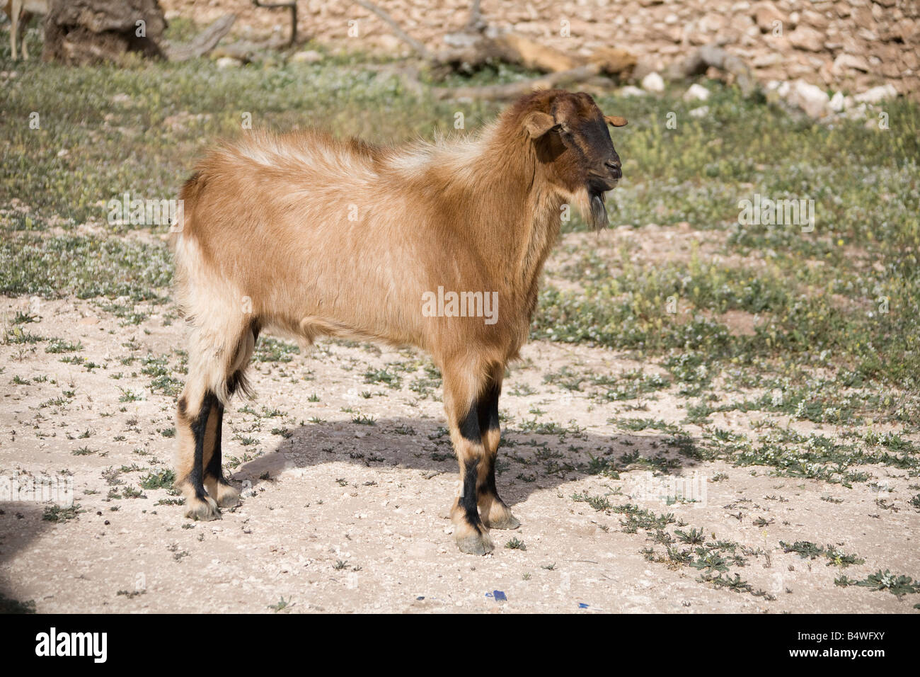 Morocco kid goat hi-res stock photography and images - Alamy