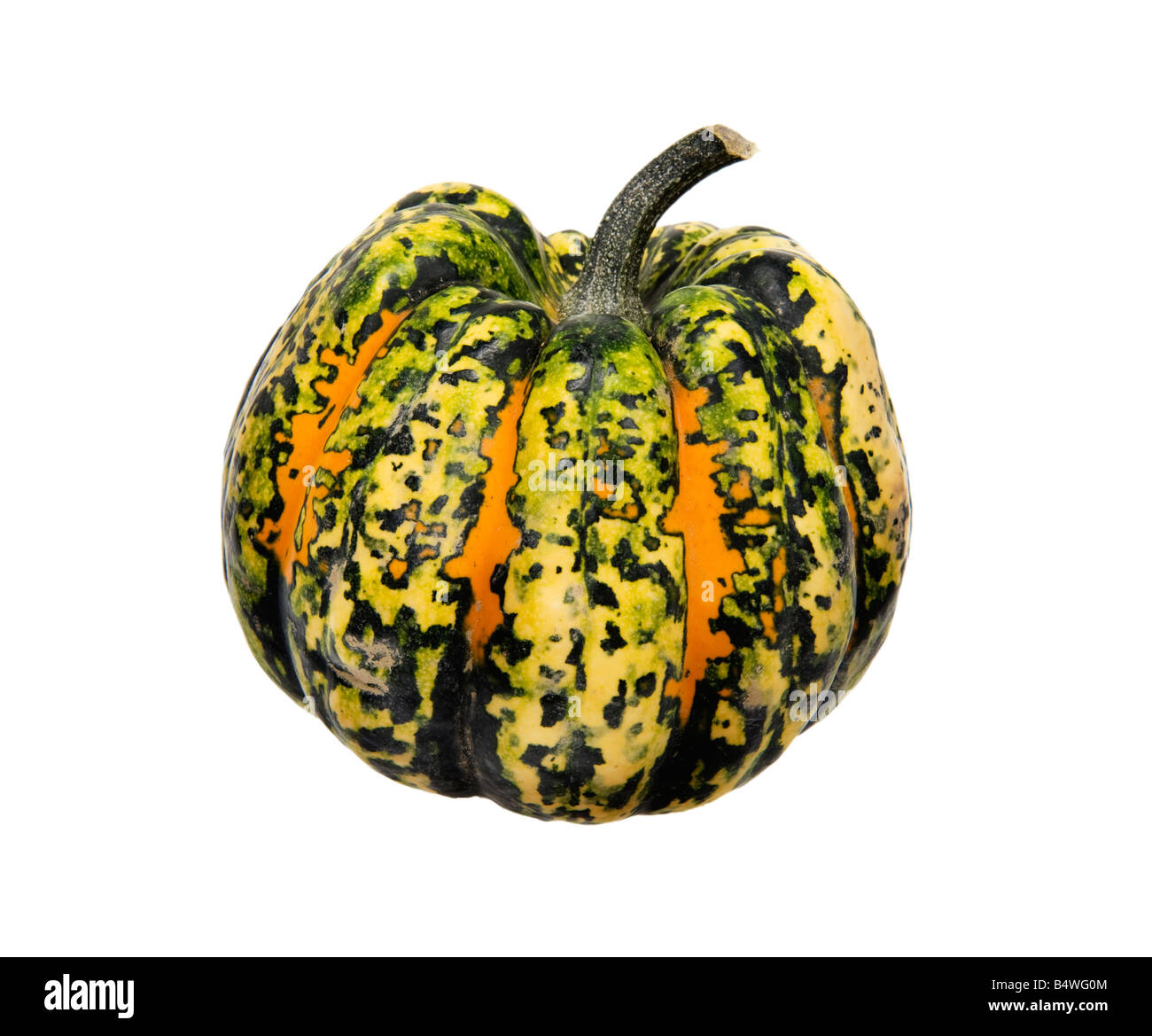 Gorgonzola squash marrow pumpkin cucurbit special NEW growth breeding ...