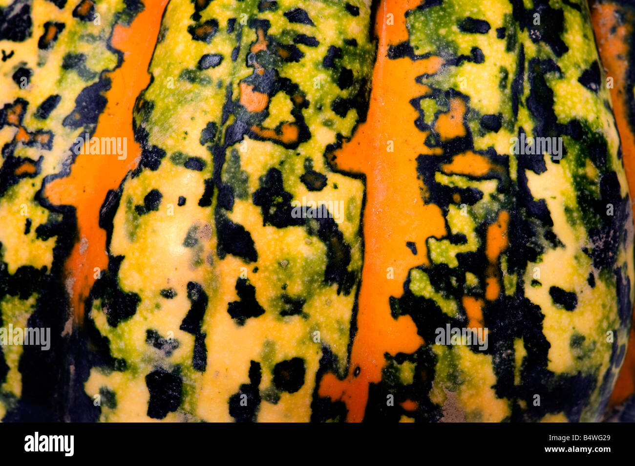 Gorgonzola squash marrow pumpkin cucurbit special NEW growth breeding ...