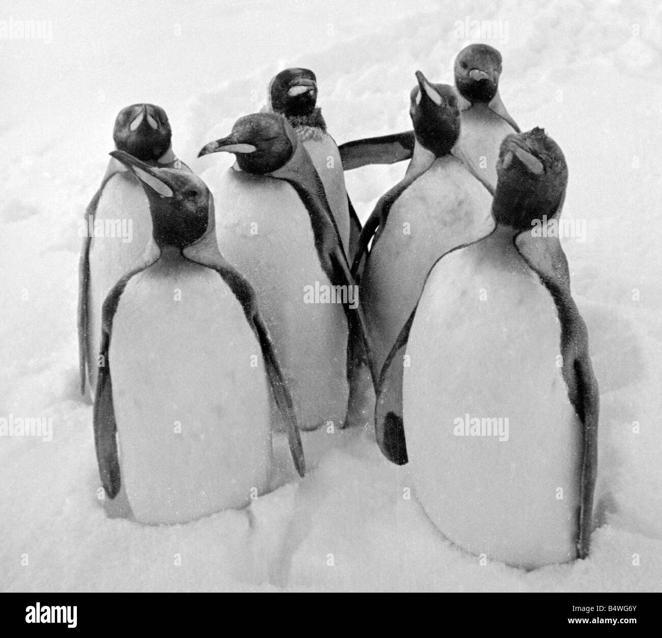 Penguins wade though the snow in their enclosure at Whipsnade Zoo ...