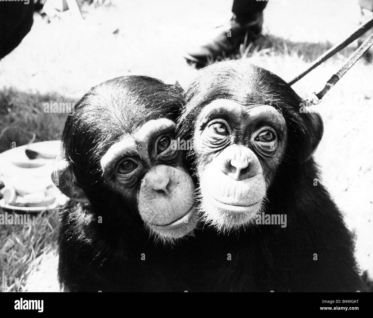 Two little chimps at London Zoo Stock Photo - Alamy