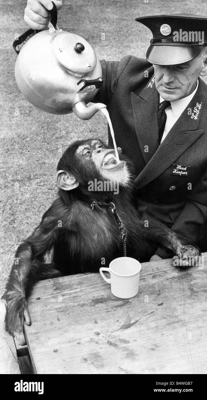 Chimpanzee's tea party zoo hi-res stock photography and images - Alamy