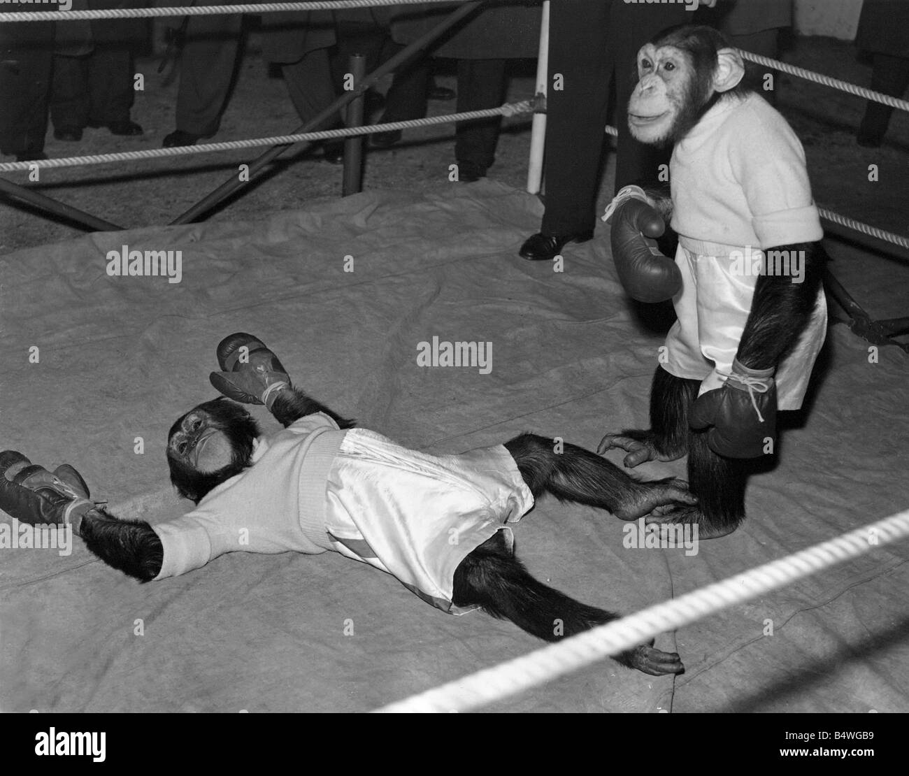Boxing 1950s hi-res stock photography and images - Alamy