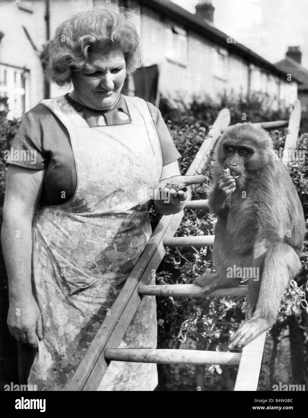 Jason the Ape pictured enjoying some food with owner Mrs Clarke Stock ...