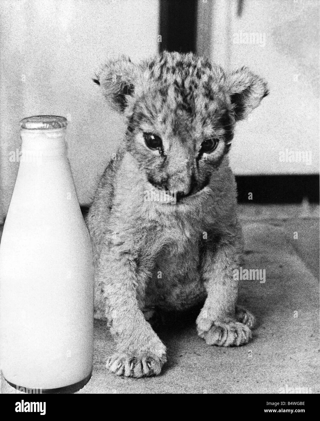 The Lion cub born at Lambton Lion Park Stock Photo - Alamy