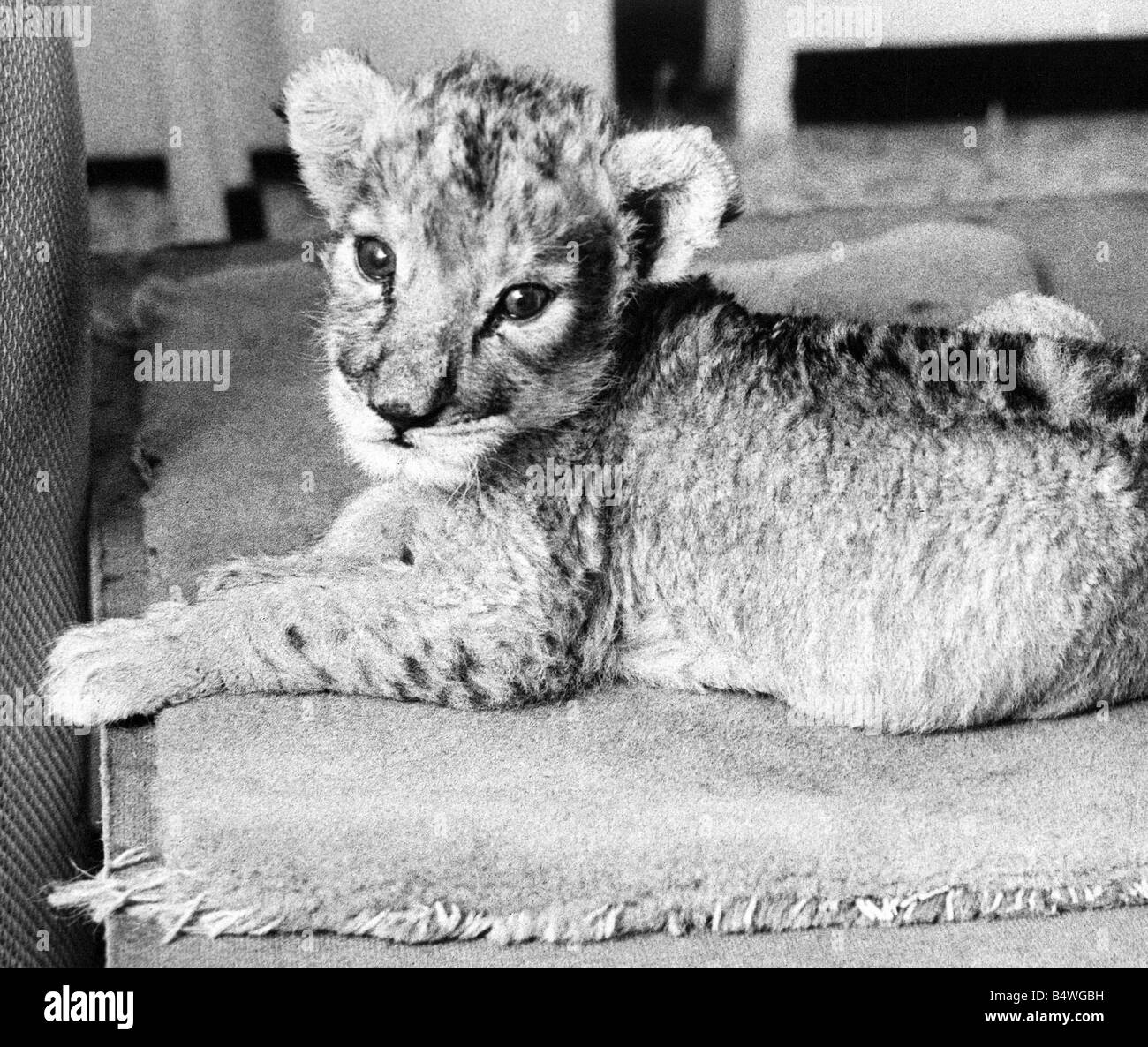 The Lion cub born at Lambton Lion Park Stock Photo - Alamy