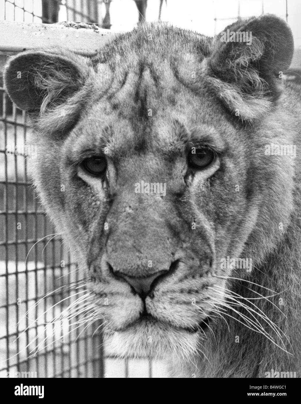 Sad lions Black and White Stock Photos & Images - Alamy