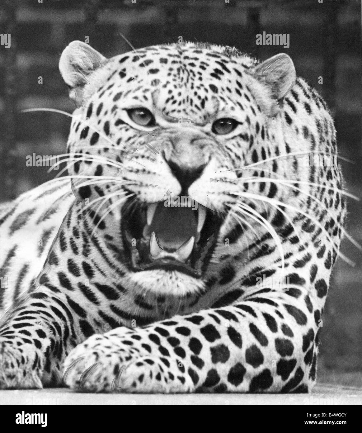 White Indian Leopard