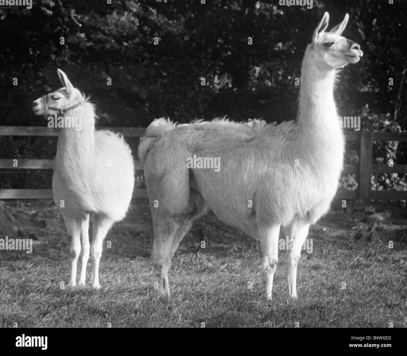 Female llama Black and White Stock Photos & Images - Alamy