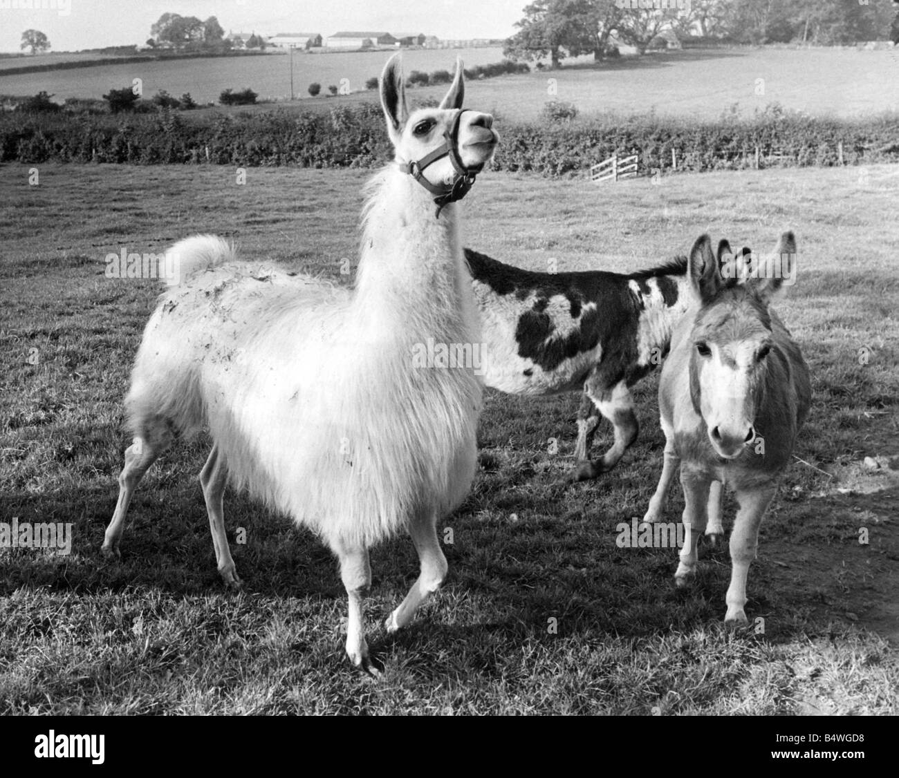 Larry the llama with his donkey friends Stock Photo - Alamy