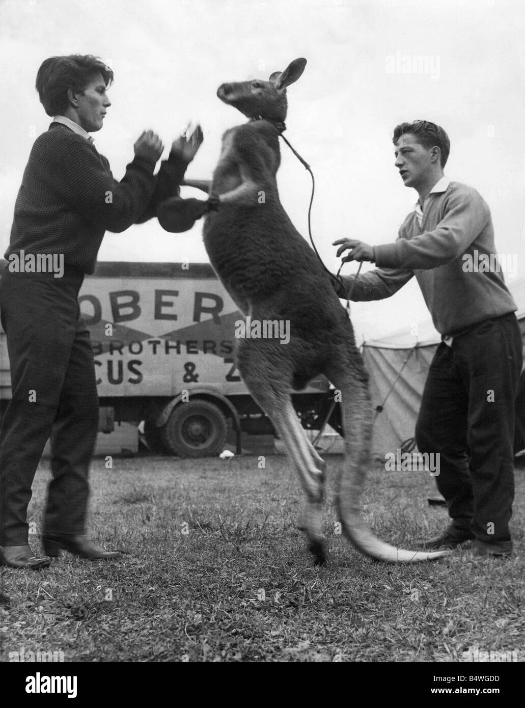 A Boxing Kangaroo High Resolution Stock Photography and Images - Alamy