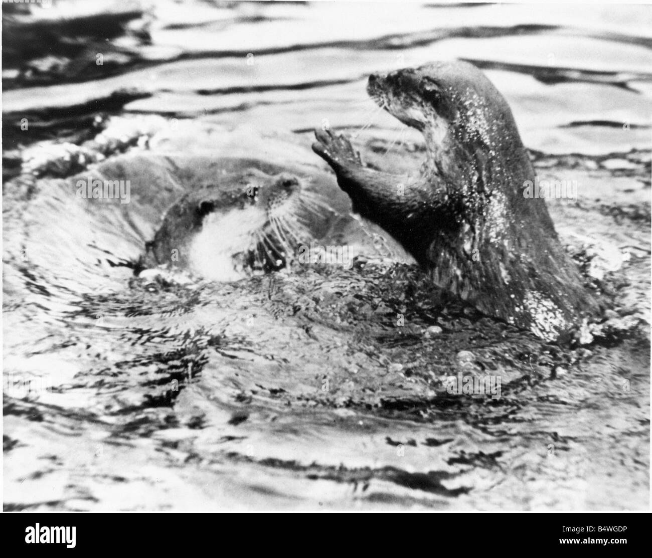 Otter water splashing Black and White Stock Photos & Images - Alamy