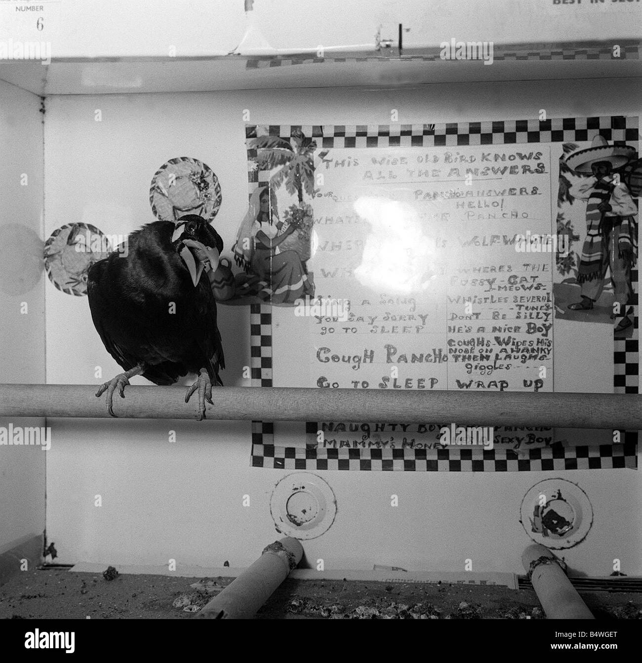 National Cage Bird Exhibition 1964 Olympia Pancho who is a 7 year old ...