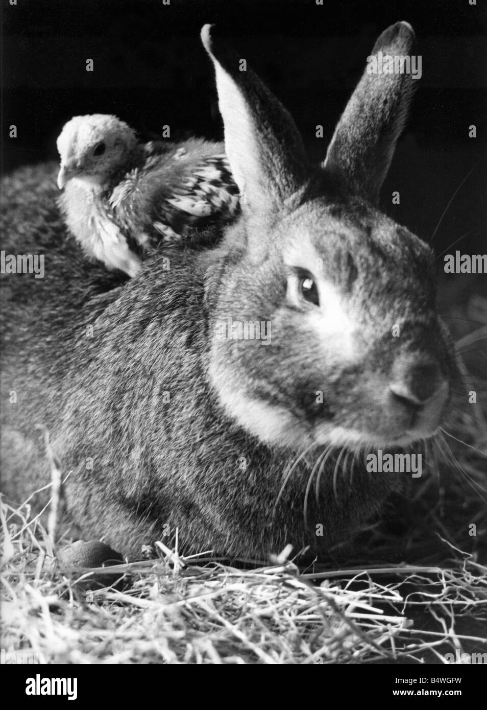 A rabbit takes a chick for a ride on its back Stock Photo - Alamy