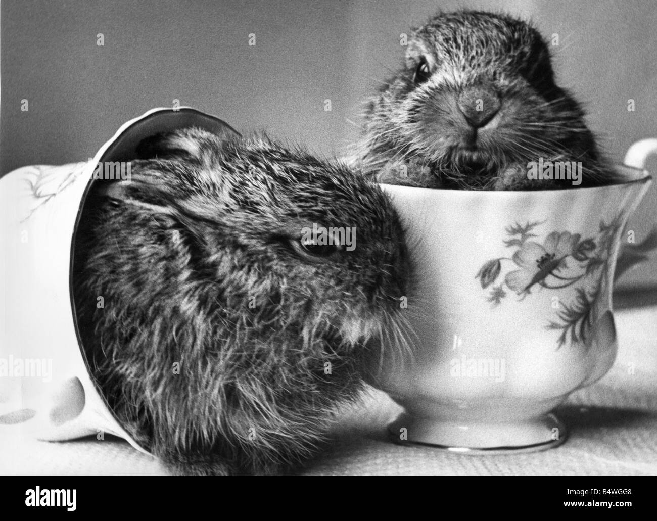 A pair of bunny rabbits in a tea cup Stock Photo - Alamy
