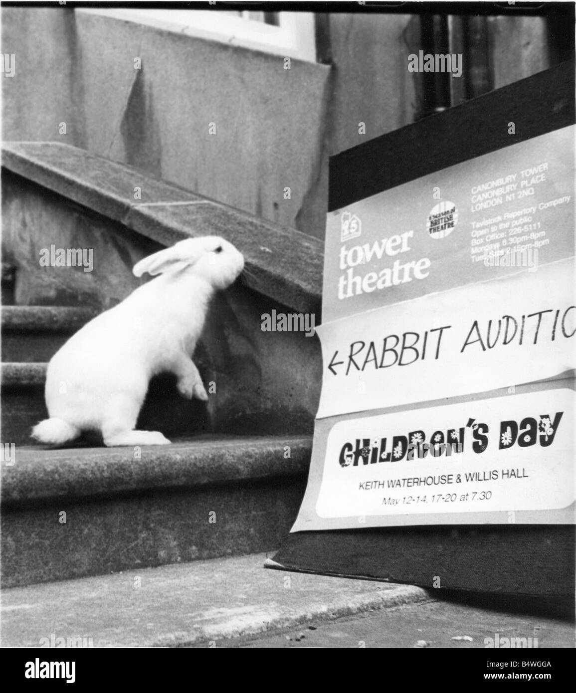 A rabbit goes for a theatre audition Stock Photo - Alamy