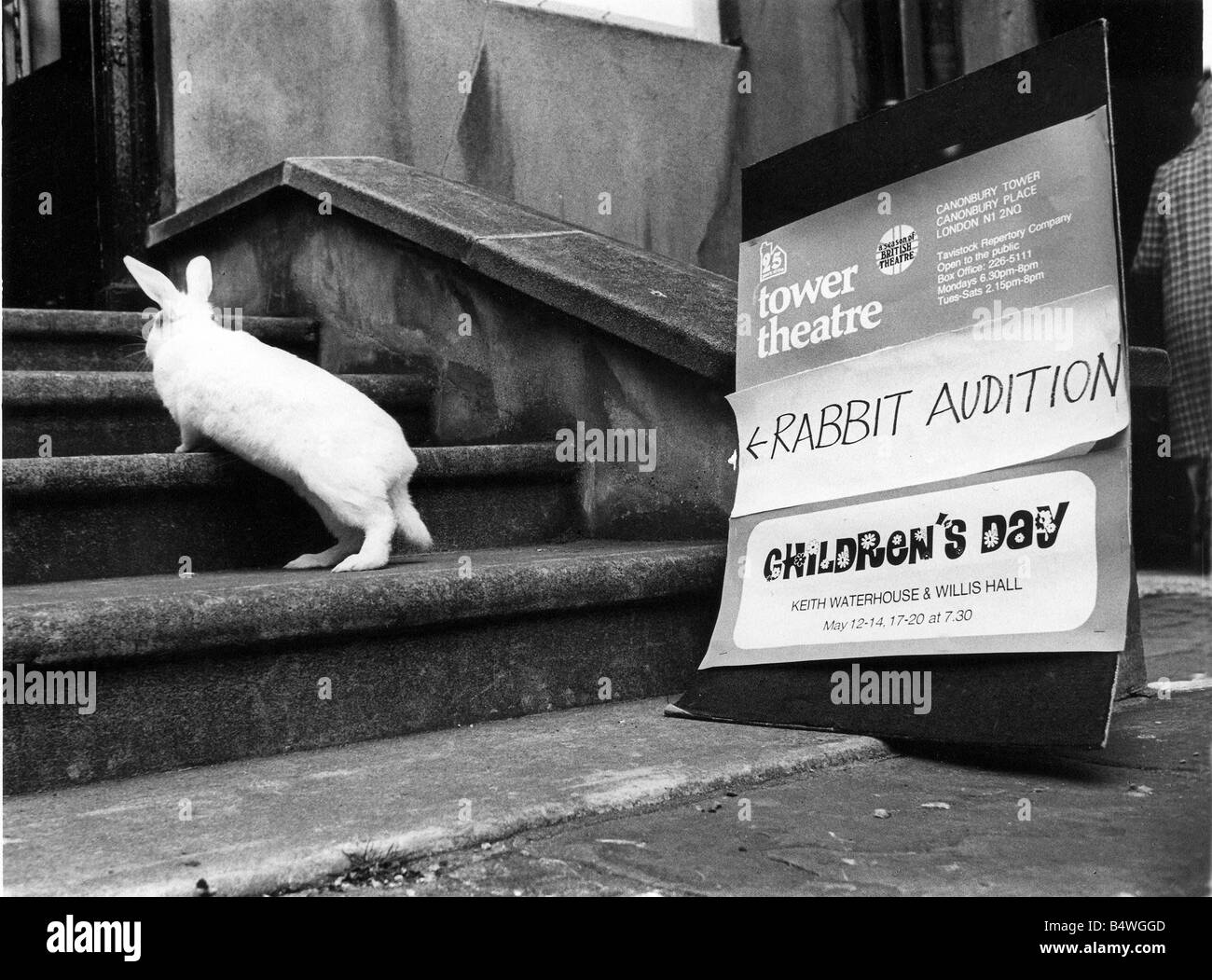 A rabbit goes for a theatre audition Stock Photo - Alamy