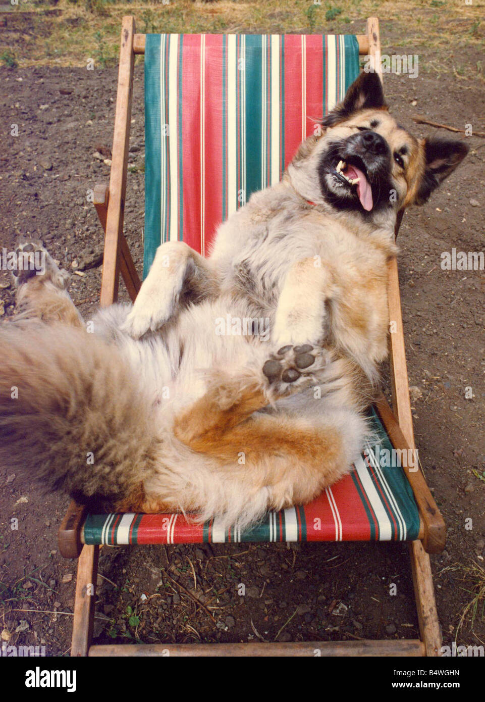 This Alsation dog is enjoying a sun bathing sesssion on his deckchair ...